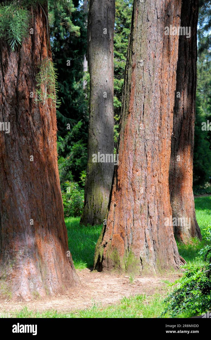 Stuttgart, zoological botanical garden Wilhelma, sequoias, giant ...