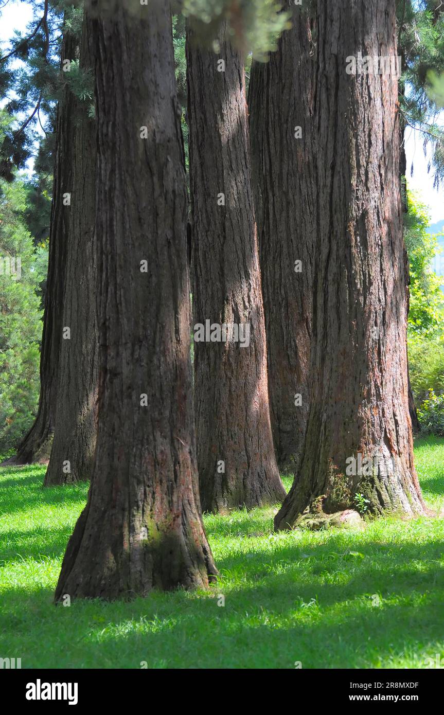 Stuttgart, zoological botanical garden Wilhelma, sequoias, giant ...