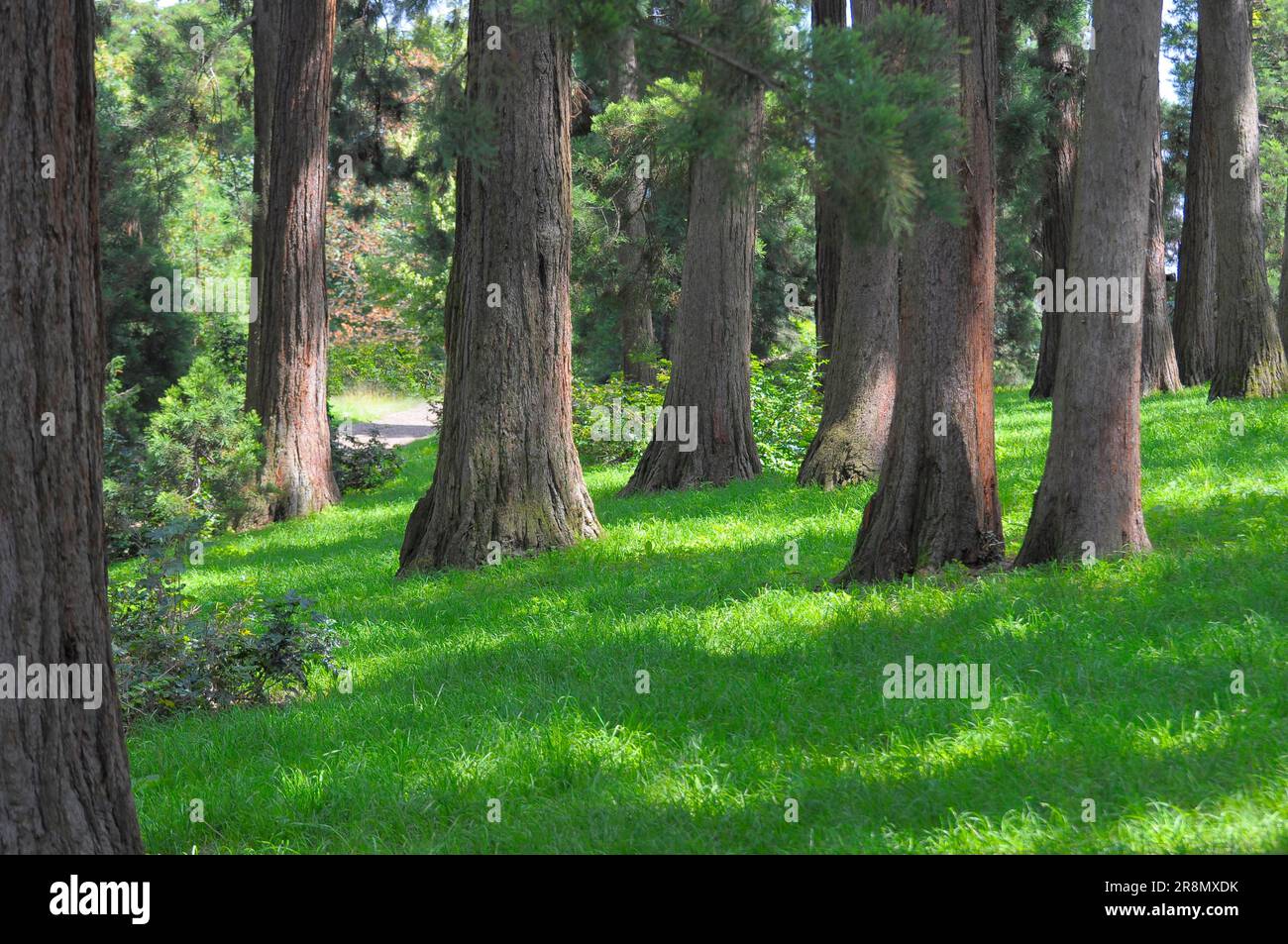 Stuttgart, zoological botanical garden Wilhelma, sequoias, giant ...