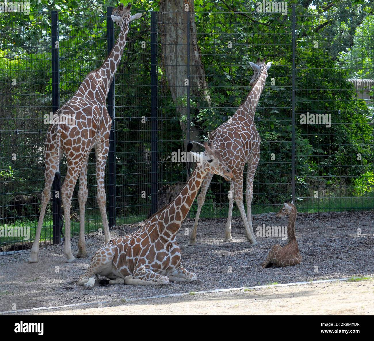 Stuttgart, zoological botanical garden Wilhelma, giraffe enclosure ...