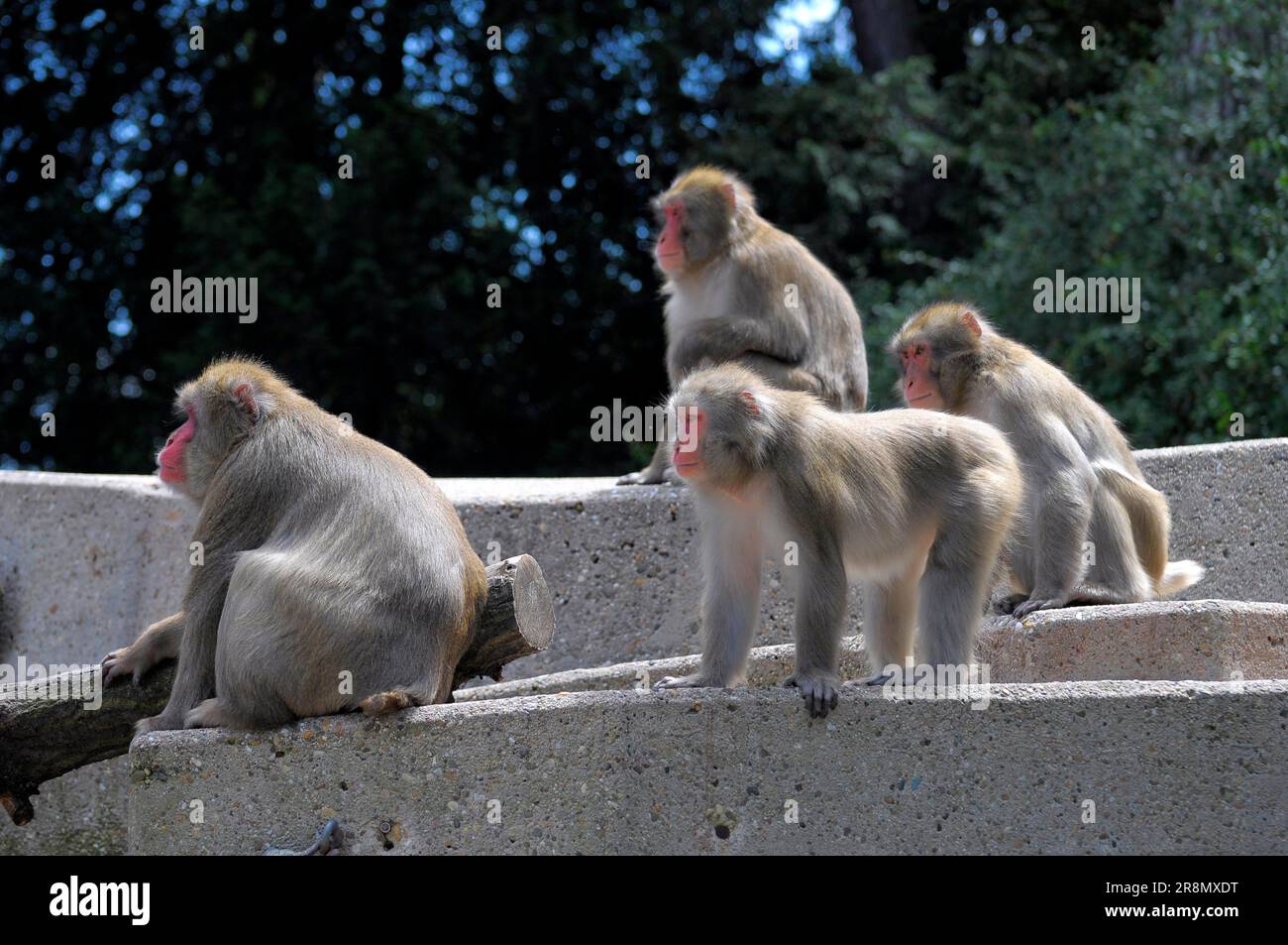 Stuttgart, zoological botanical garden Wilhelma, japanese macaque ...