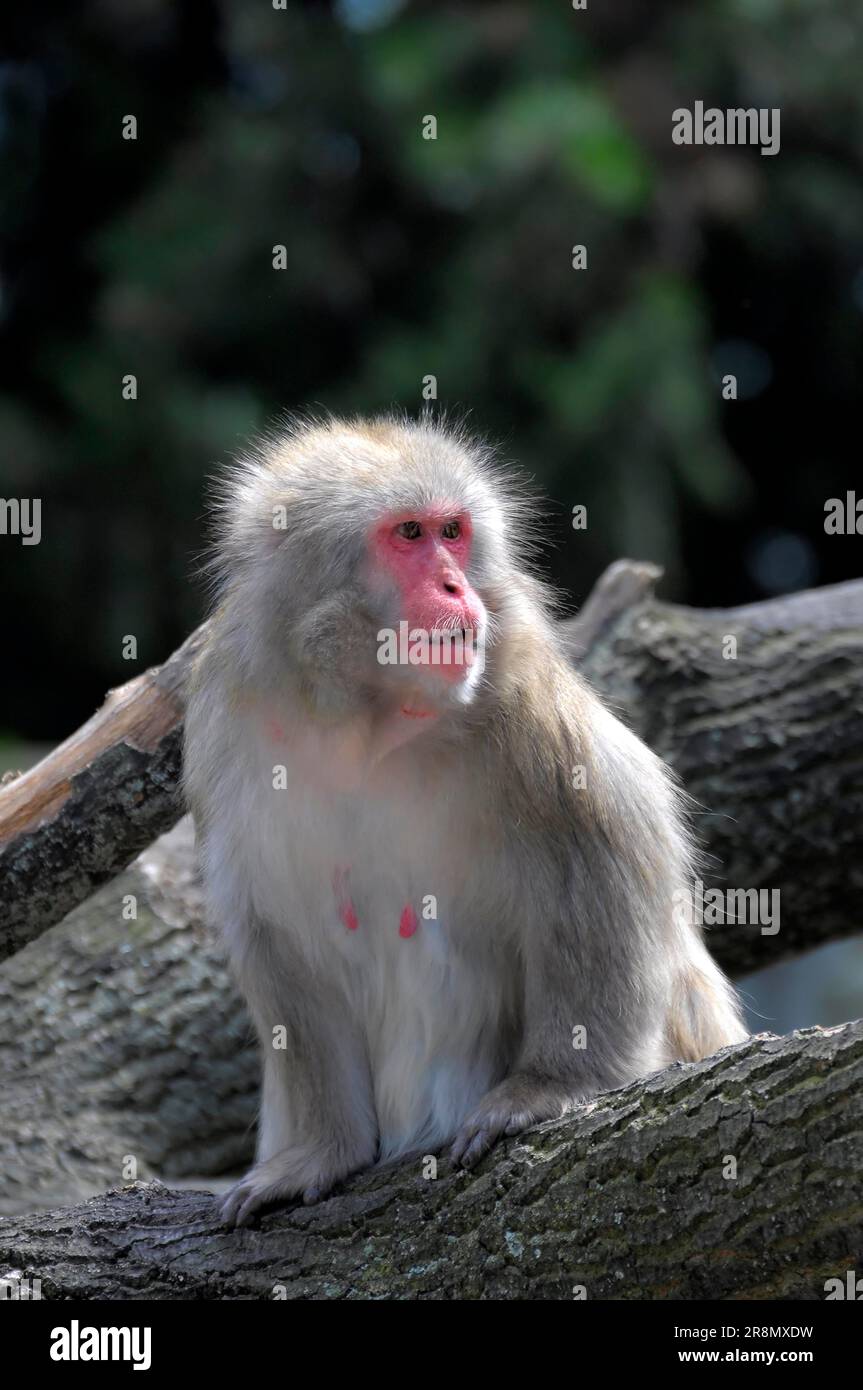 Stuttgart, zoological botanical garden Wilhelma, japanese macaque ...