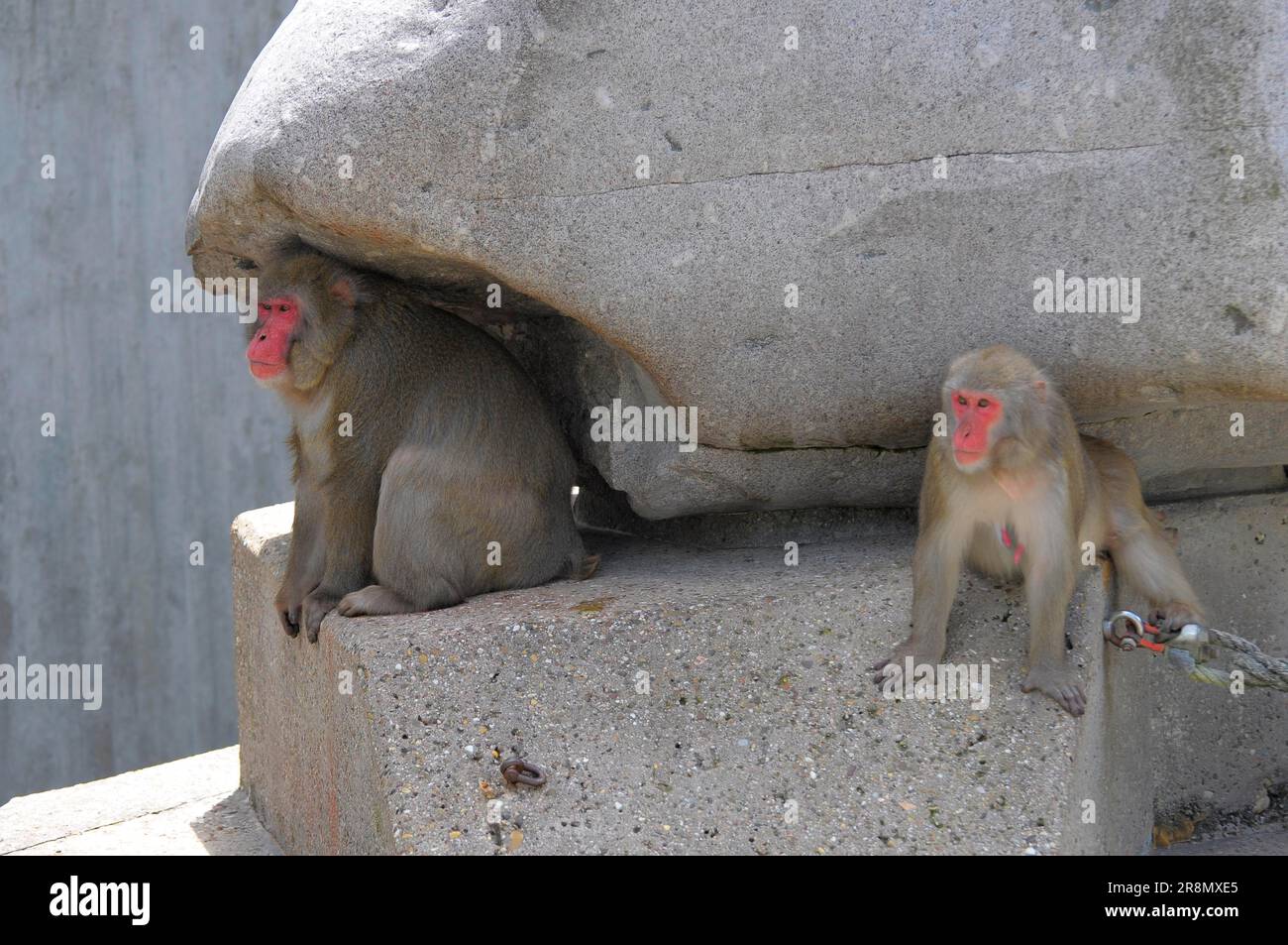 Stuttgart, zoological botanical garden Wilhelma, japanese macaque ...