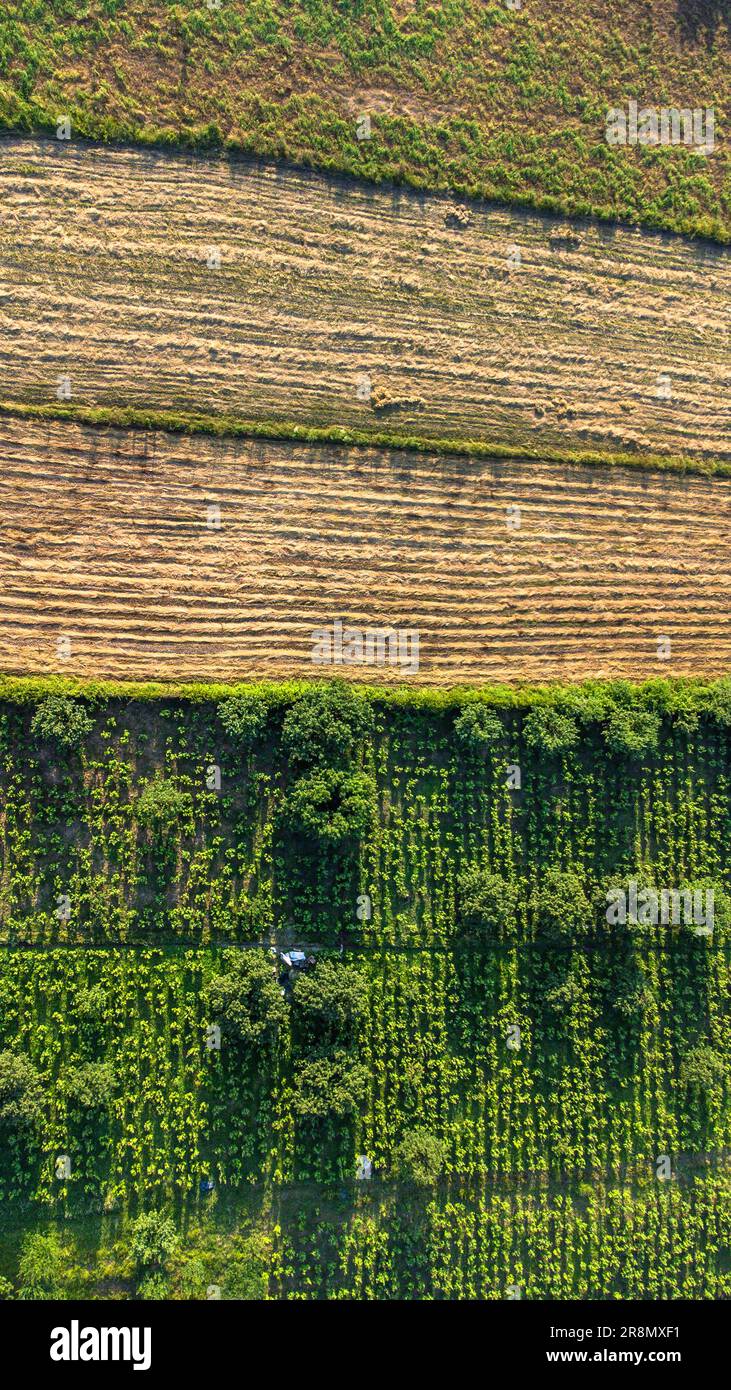 Aerial view agricultural field. Rows of soil before planting ...