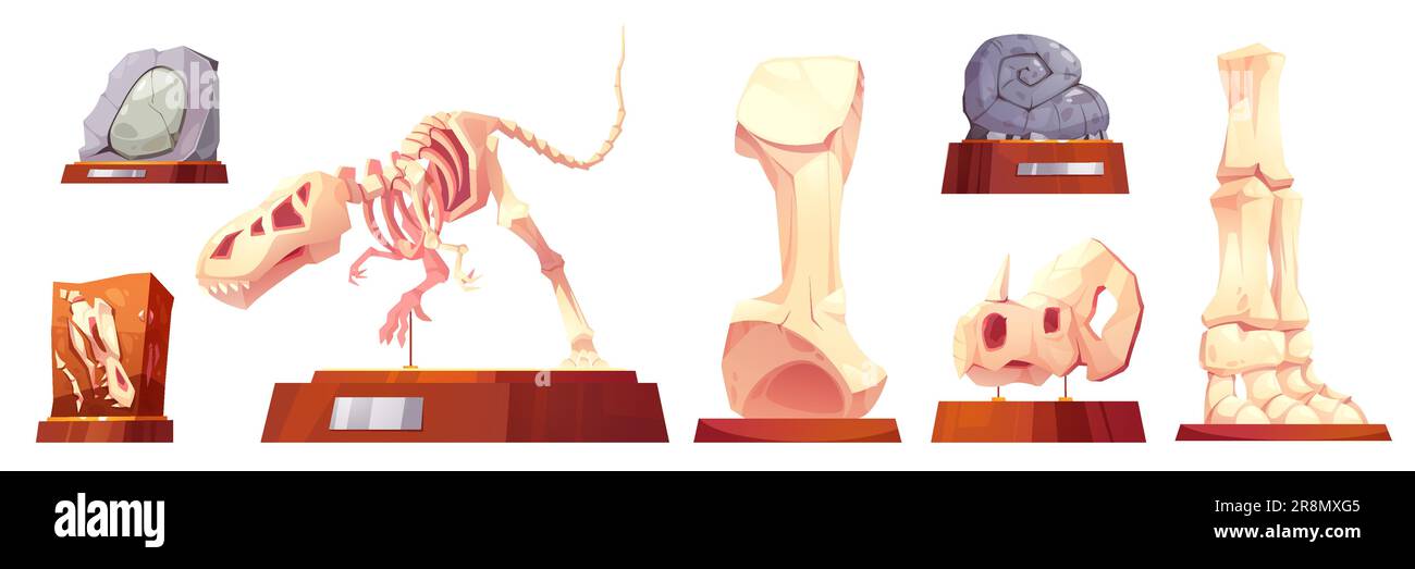 Fossil dinosaur in museum cartoon vector skeleton. Dino stone ...