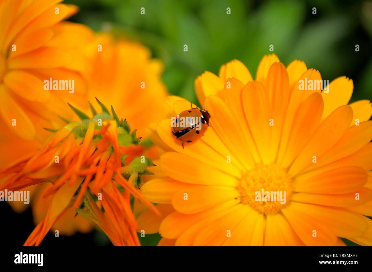 Ladybird beetle marigold flower hi-res stock photography and images - Alamy