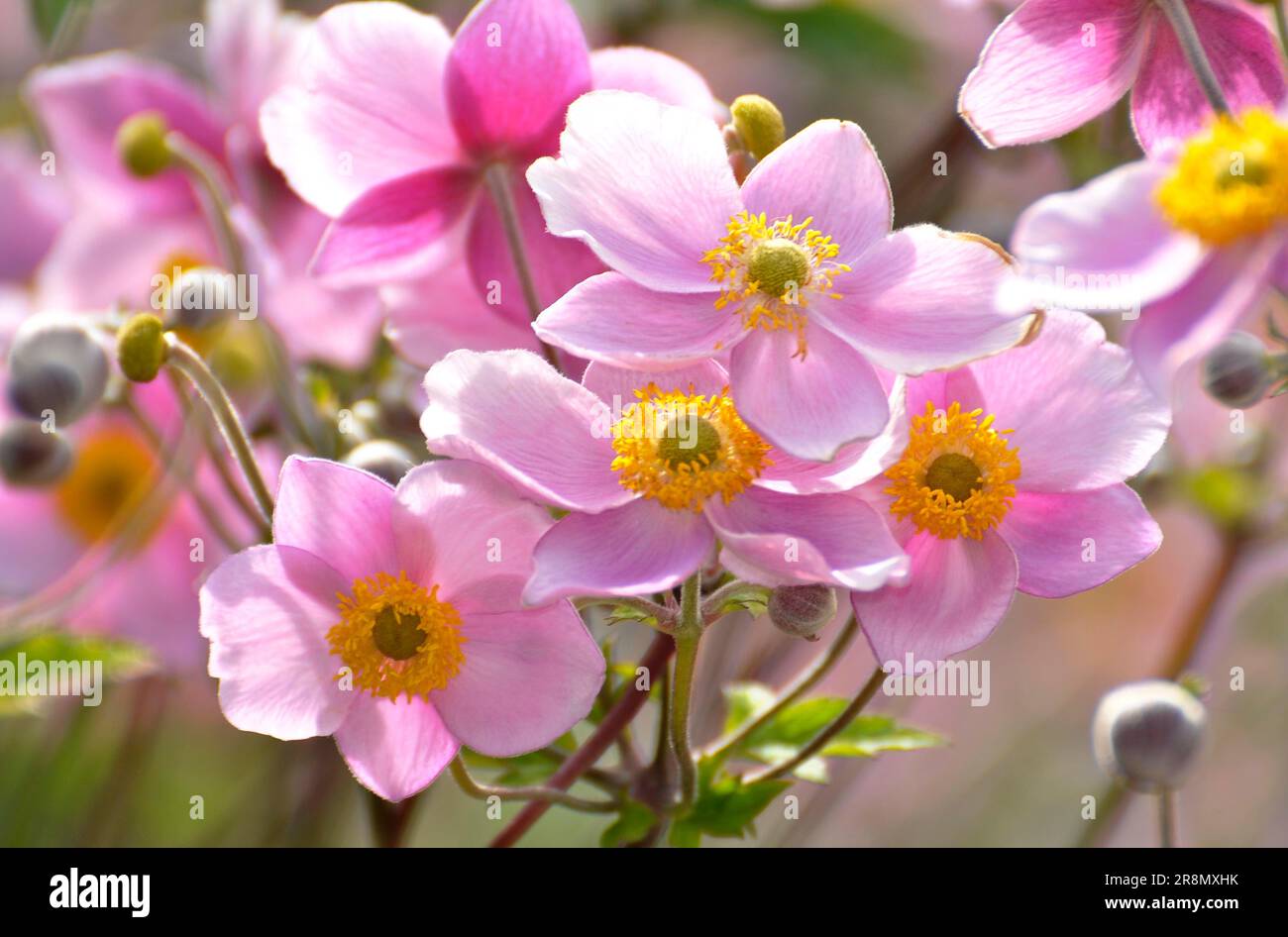 Japanese anemone flowering in the garden Stock Photo - Alamy