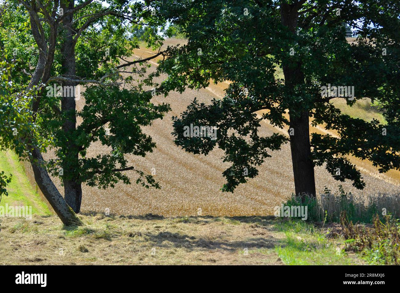 Several trees in agricultural hi-res stock photography and images - Alamy