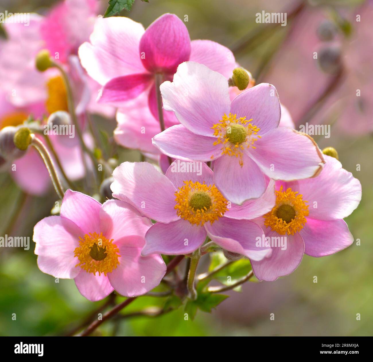 Japanese anemone flowering in the garden Stock Photo - Alamy