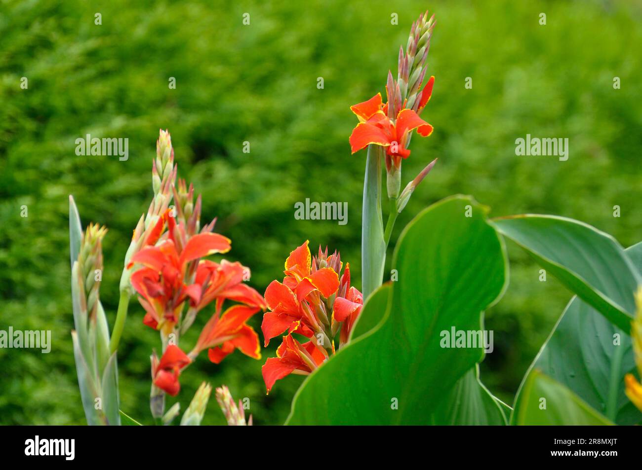 Red Canna flowering in the garden Stock Photo - Alamy