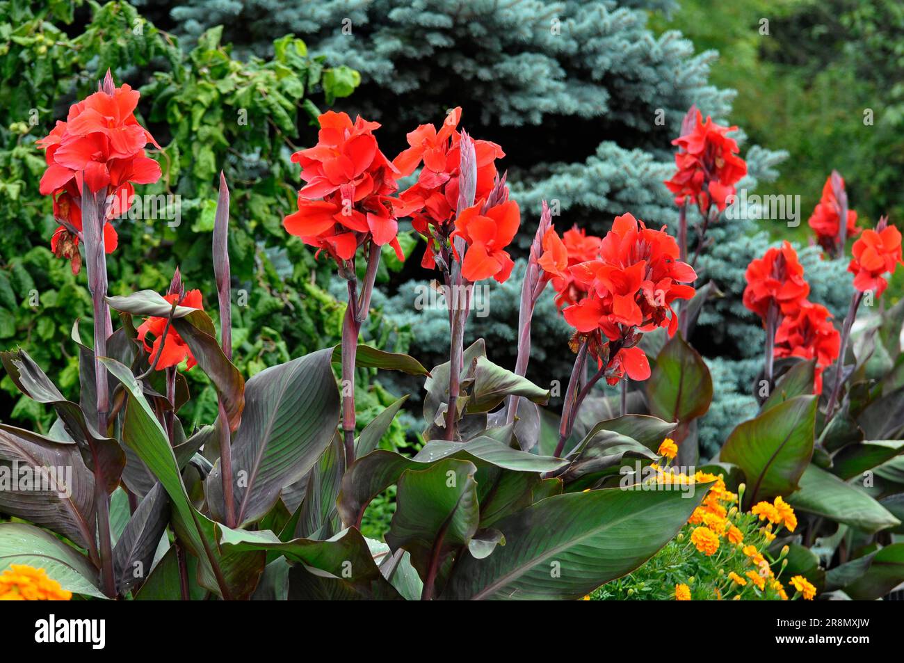 Red Canna flowering in the garden Stock Photo - Alamy