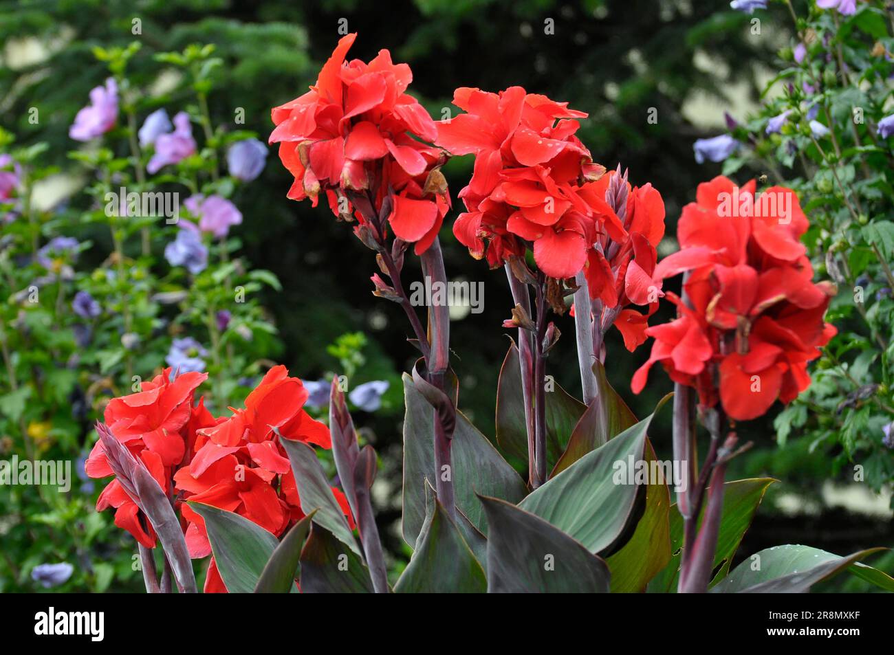Red Canna flowering in the garden Stock Photo - Alamy