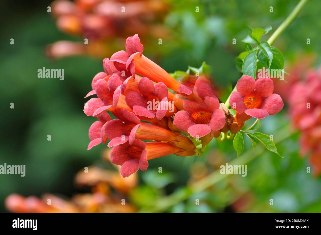Trumpet vine (Campsis radicans Stock Photo - Alamy