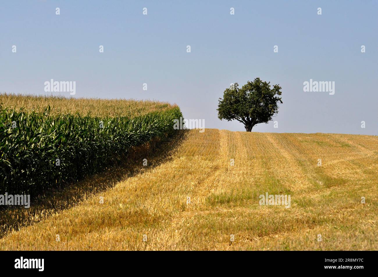 Fruit tree in a grain field Stock Photo - Alamy