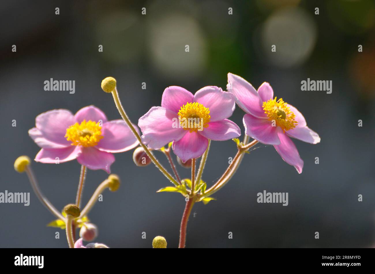 Japanese Annemone in the Garden Stock Photo - Alamy