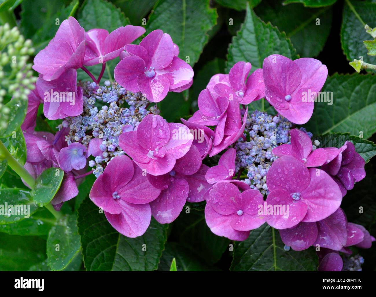 Plate hydrangeas flowering in the garden Stock Photo - Alamy