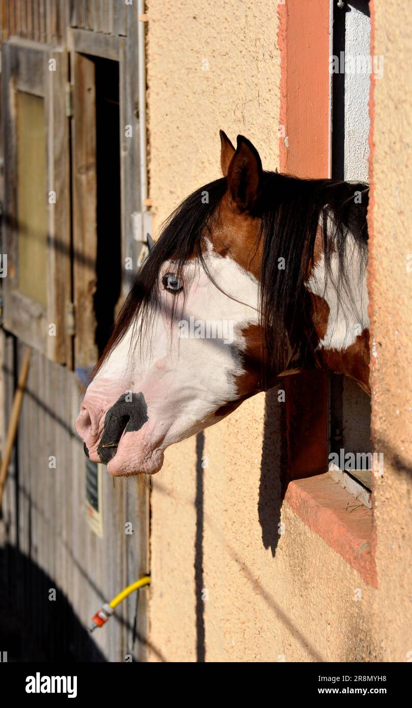 Horse looking out of stable window Stock Photo - Alamy Horse looking out of stable window Stock Photo - Alamy