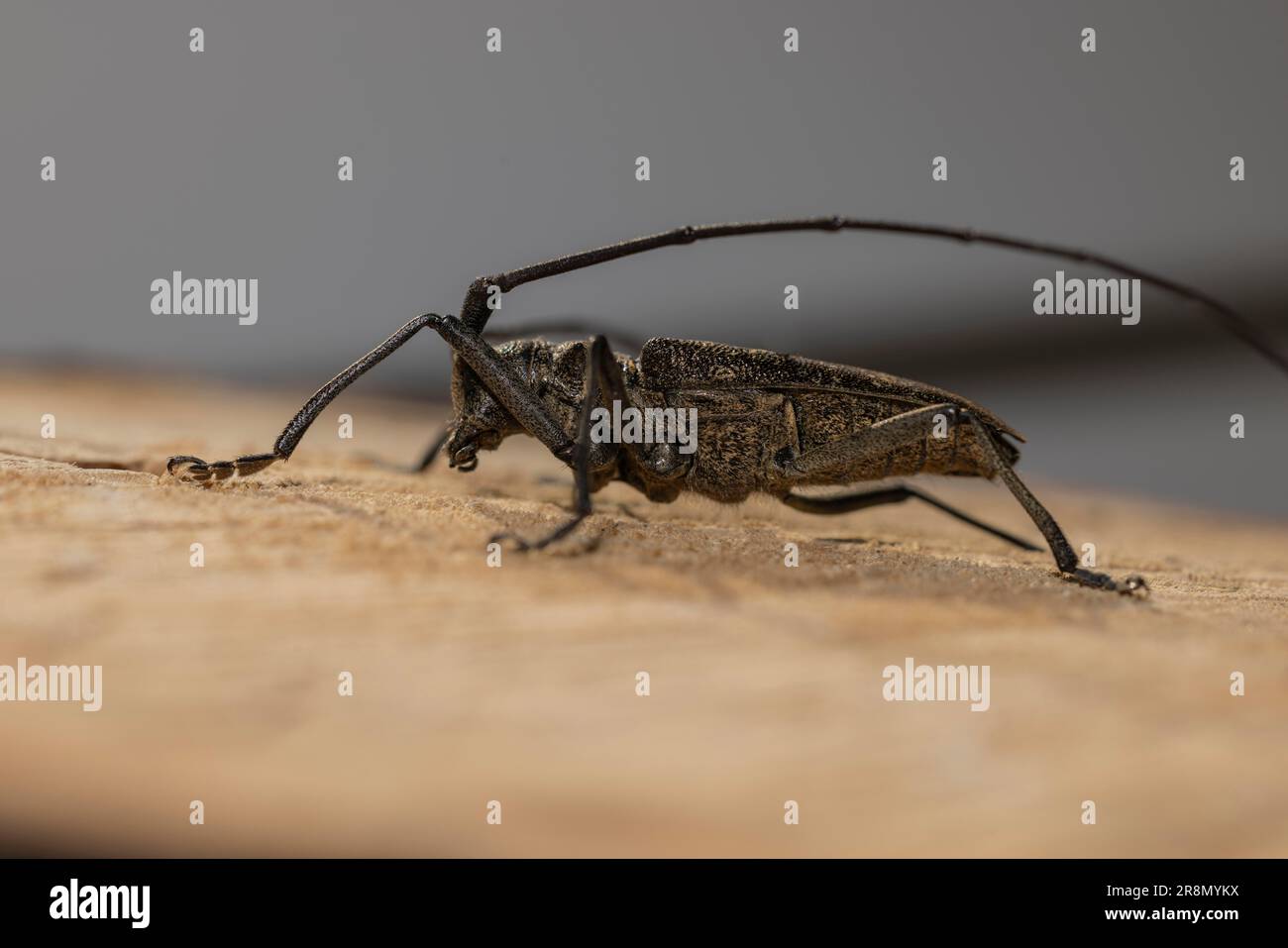 A longhorn beetle (Cerambycidae) on wood in side view, close up Stock ...