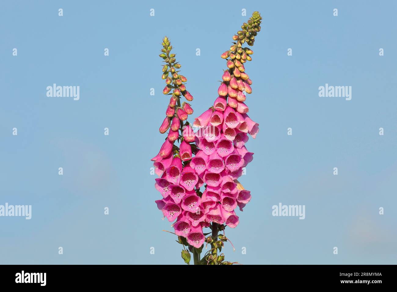 Common foxglove (Digitalis purpurea), flowers, blue background ...