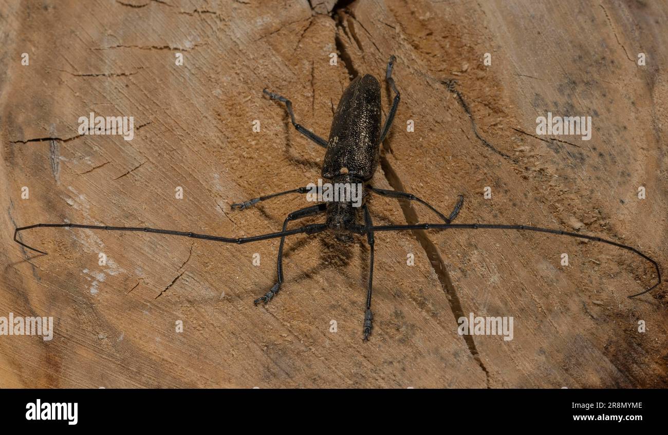 A longhorn beetle (Cerambycidae) on wood in top view Stock Photo - Alamy