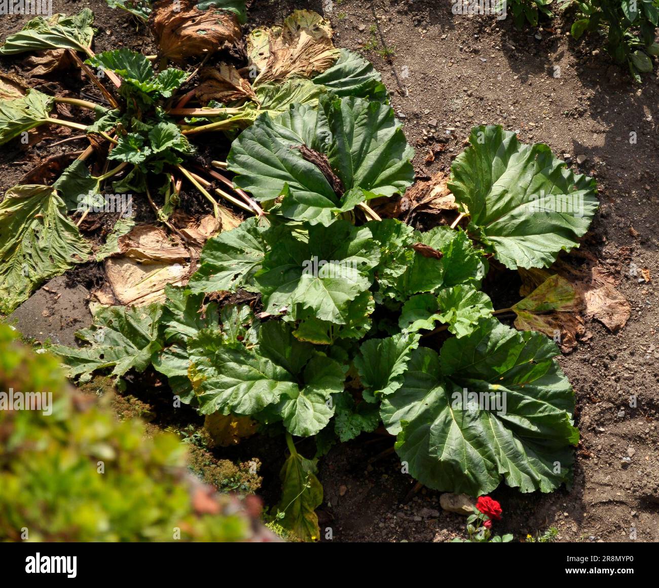 Dried rhubarb hi-res stock photography and images - Alamy