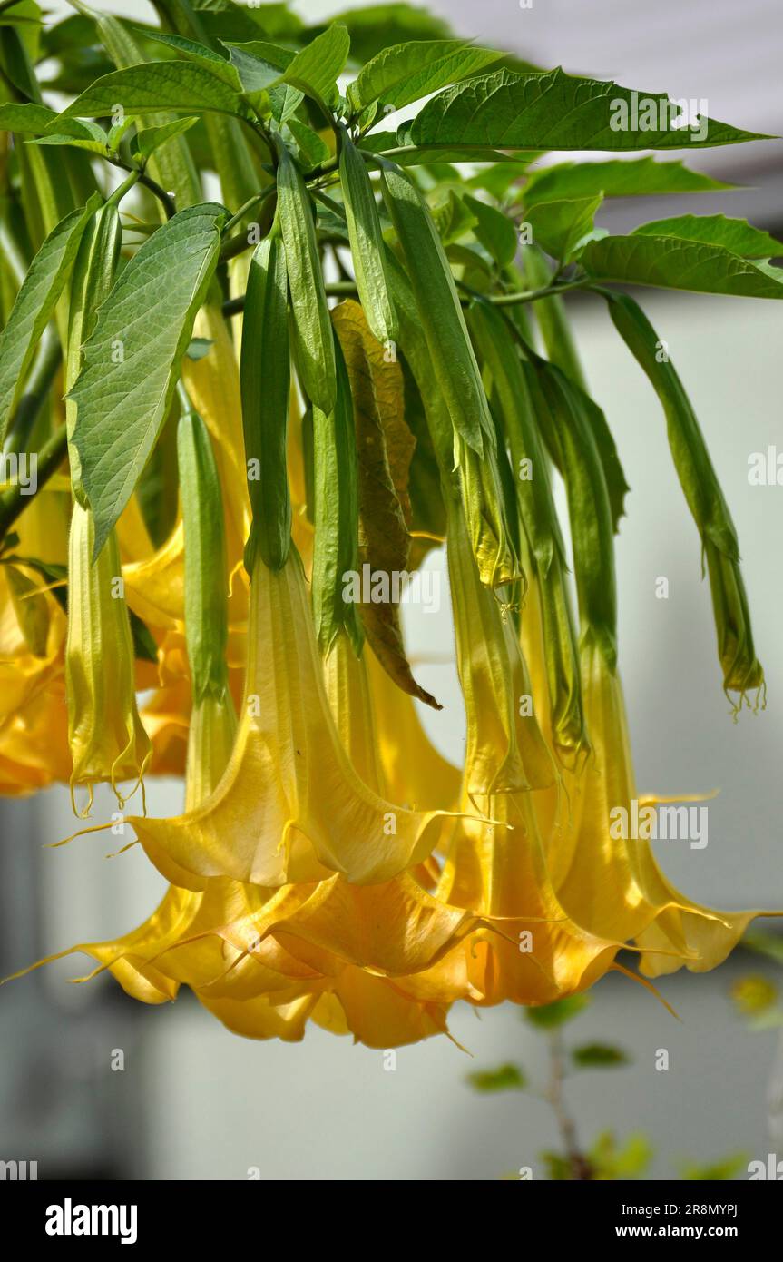Angel's trumpet (Datura) flowering in angel's trumpet candida Stock ...