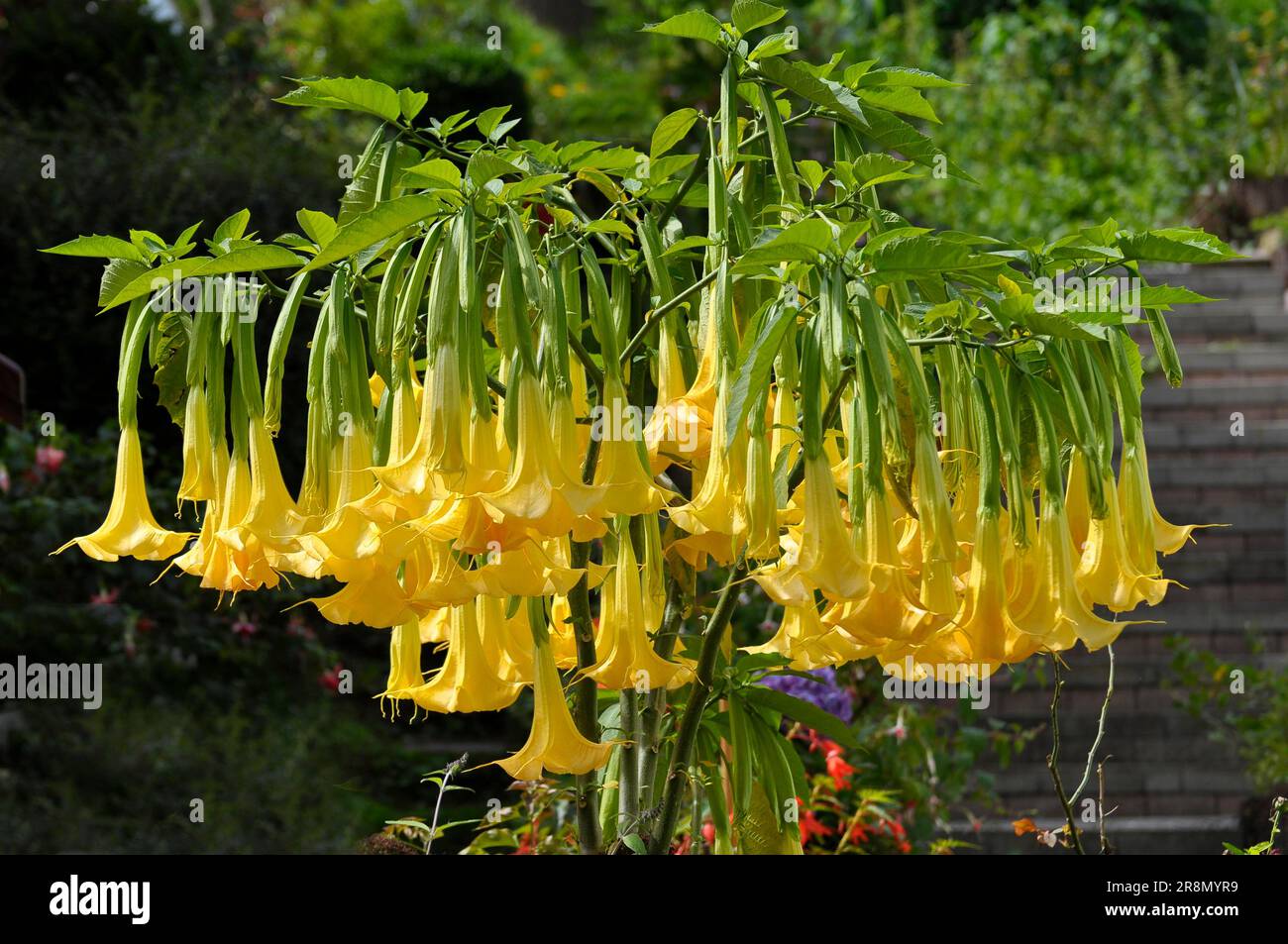 Angel's trumpet (Datura) flowering in angel's trumpet candida Stock ...