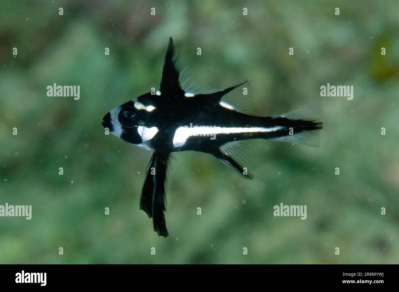 Juvenile Midnight Snapper, Macolor macularis, Napolean Reef dive site ...