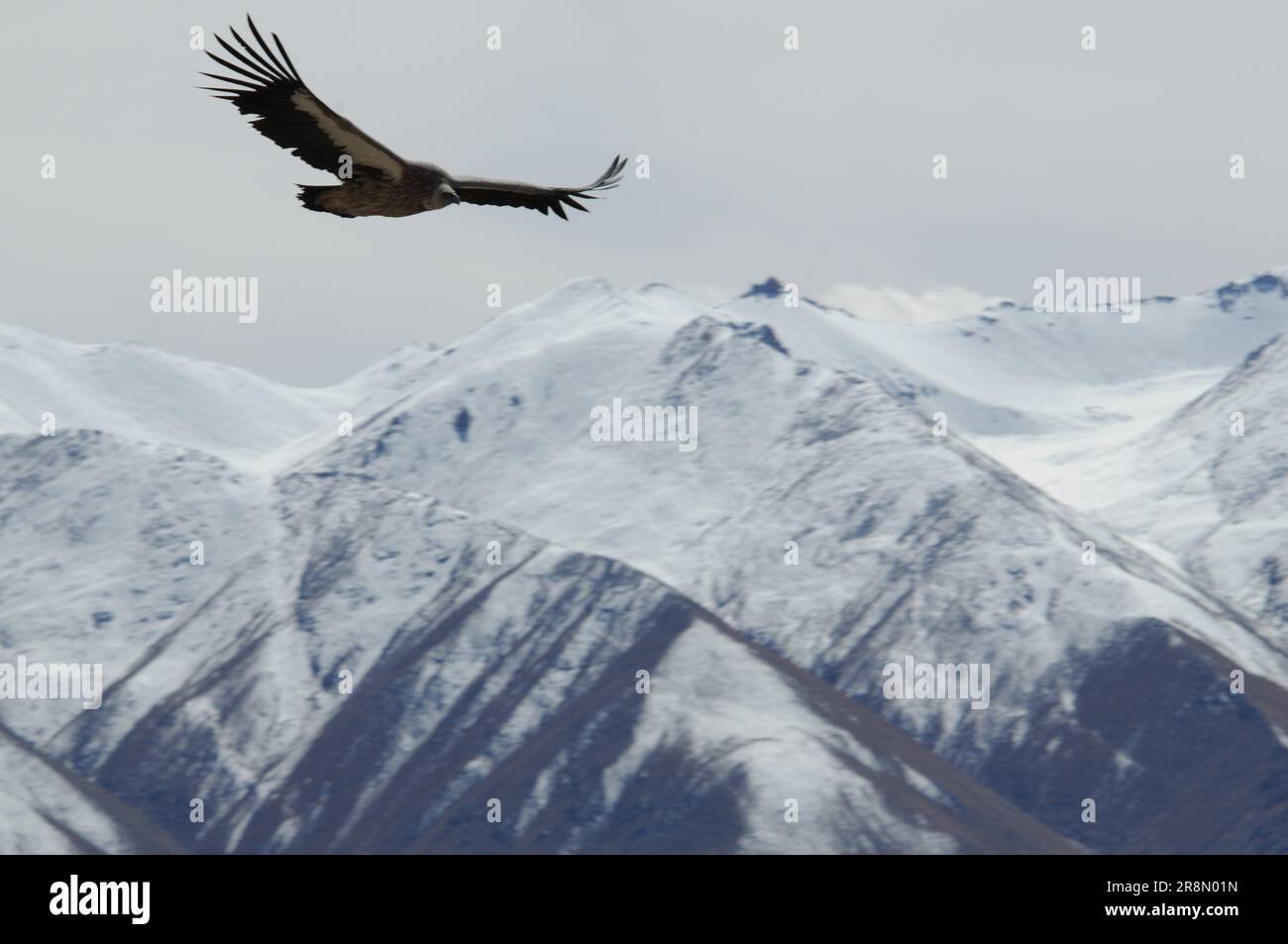 A majestic eagle soaring above snow-covered mountain peaks, wings spread wide against a cloudy ...