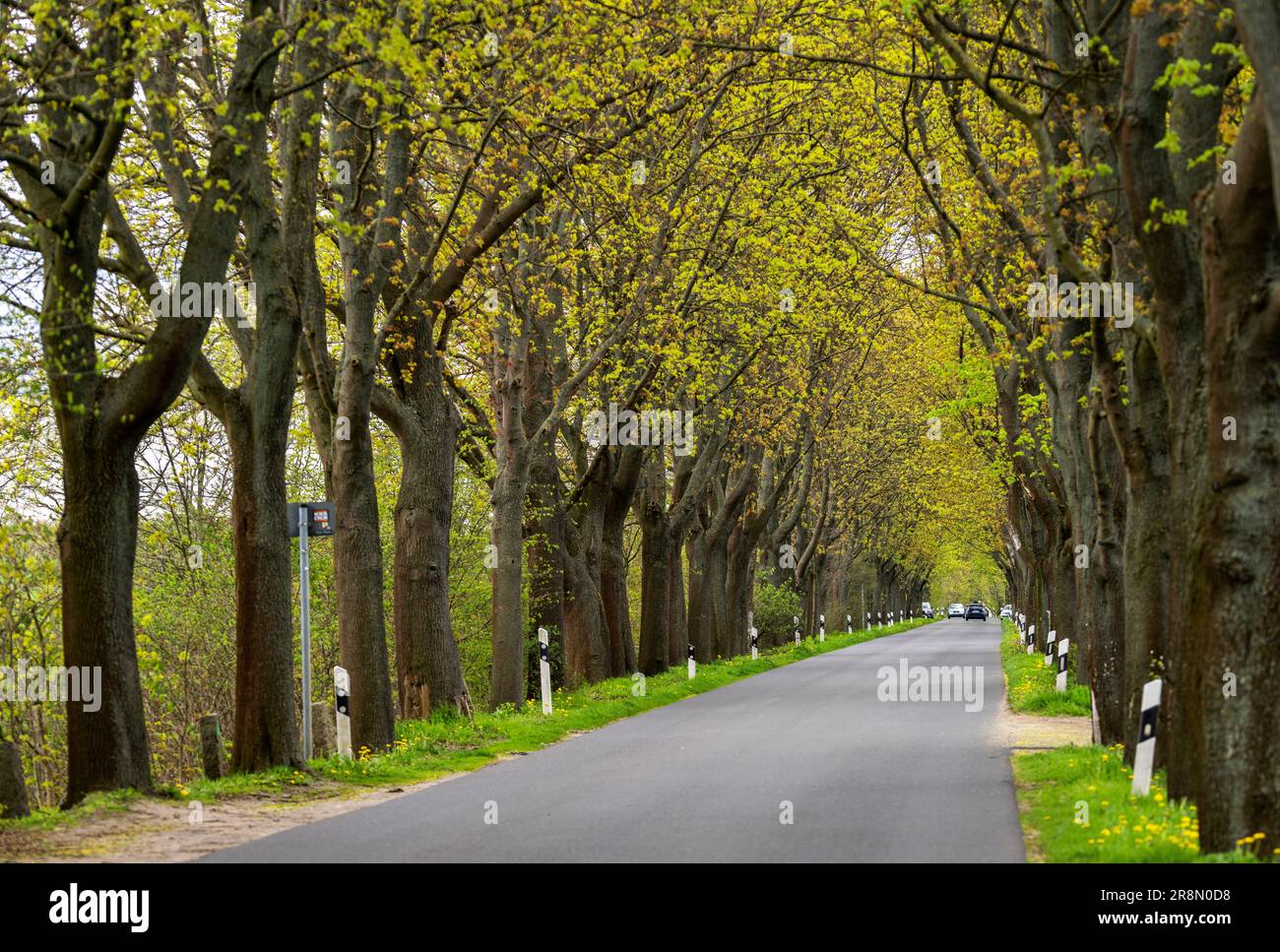 Country Road In The North Of Berlin, Berlin, Germany Stock Photo - Alamy
