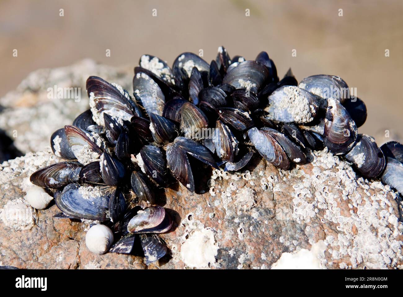 Closed mussel hi-res stock photography and images - Alamy