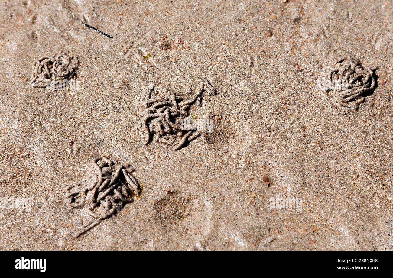 Beach lugworms hi-res stock photography and images - Alamy