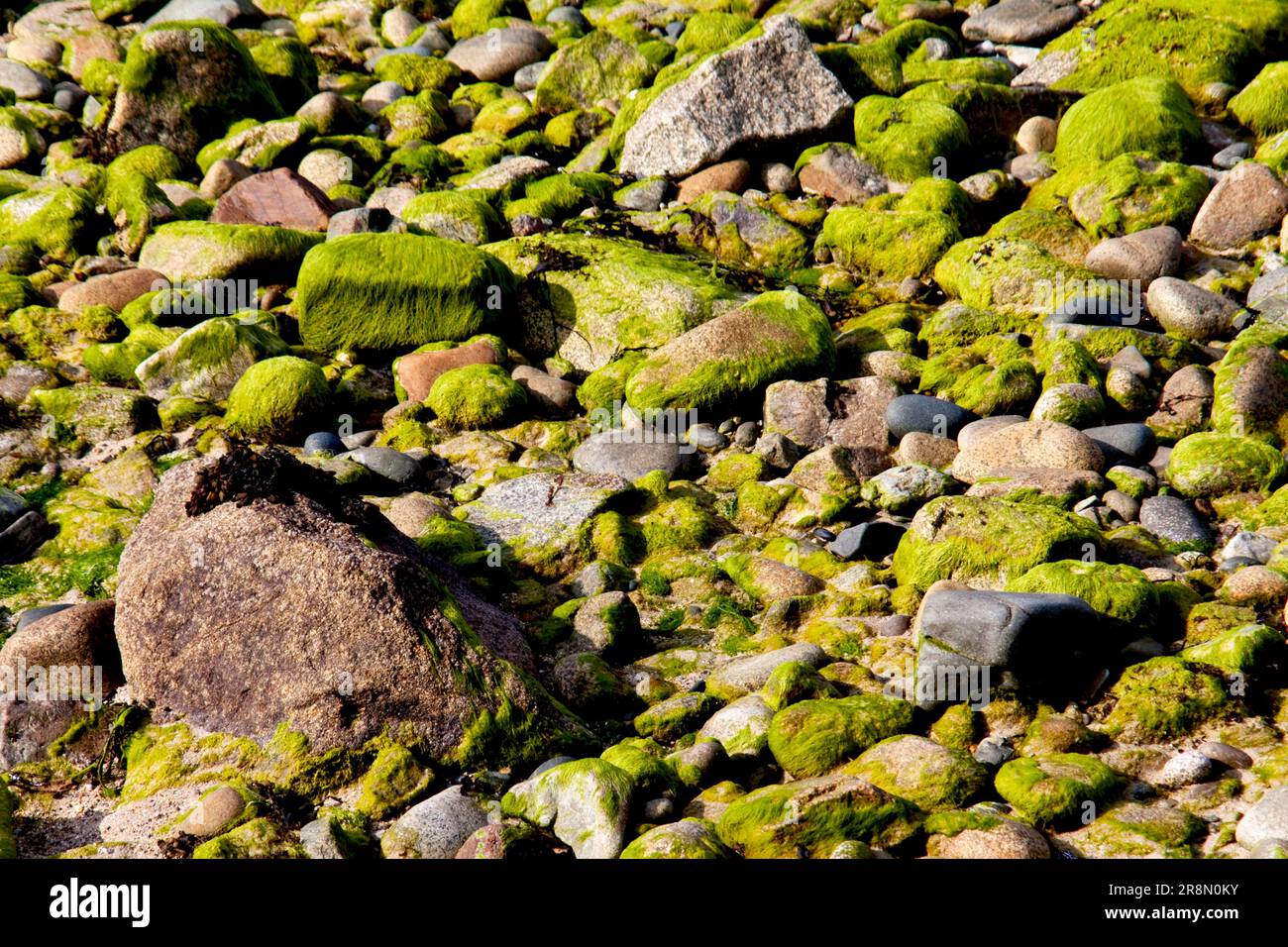 Cloud alga hi-res stock photography and images - Alamy