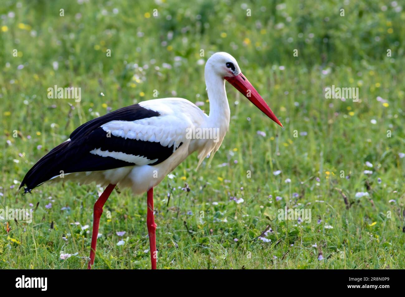 Stork In A Pasture Stock Photo - Alamy