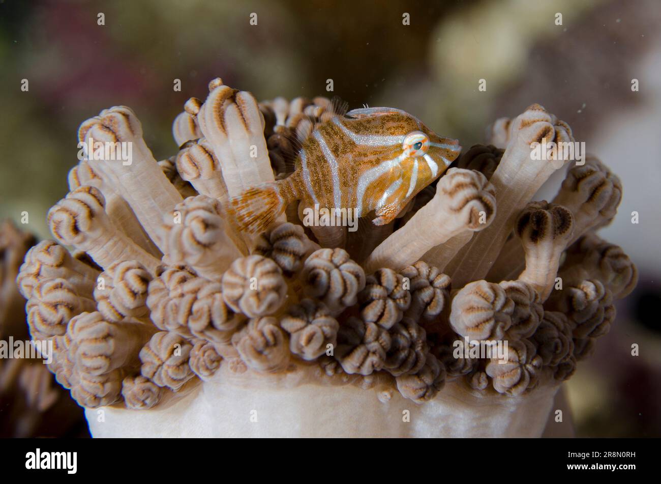 Radial Filefish, Acreichthys radiatus, in Coral, Xeniidae Family, night ...