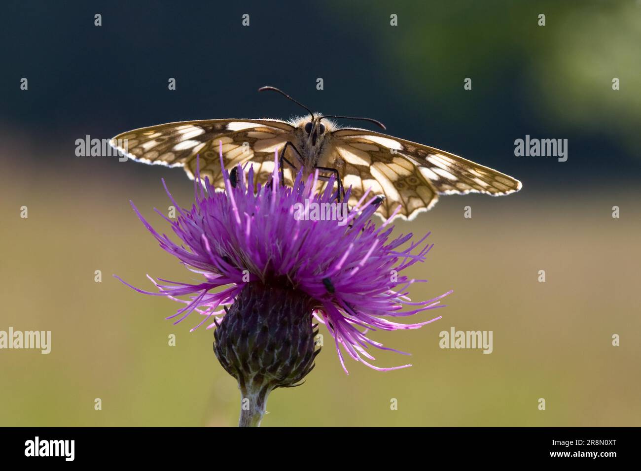 Marble white butterfly hi-res stock photography and images - Alamy