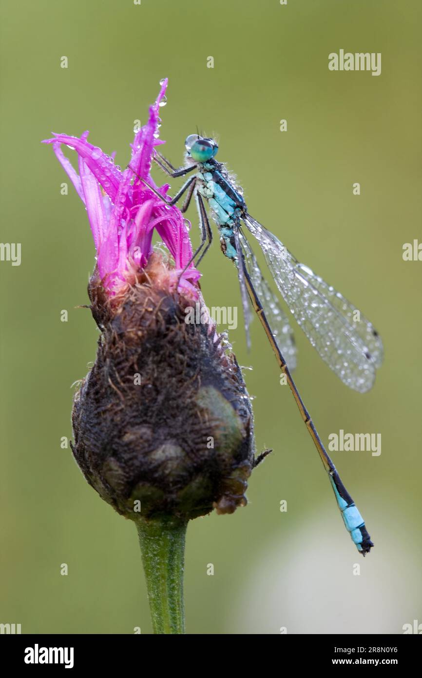 Side view of damselfly hi-res stock photography and images - Alamy