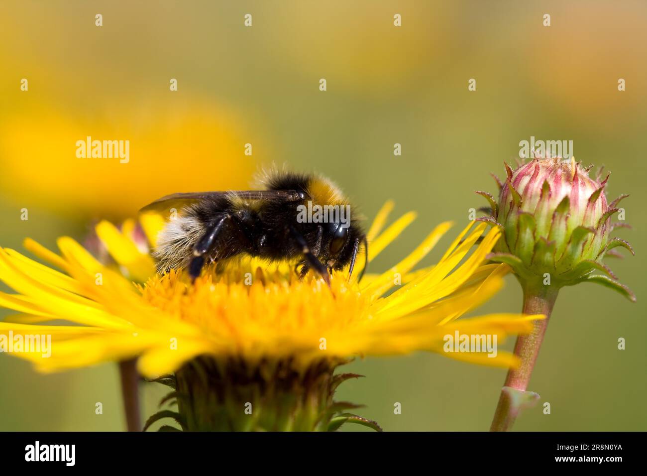 Large earth bumblebee (Bombus terrestris Stock Photo - Alamy
