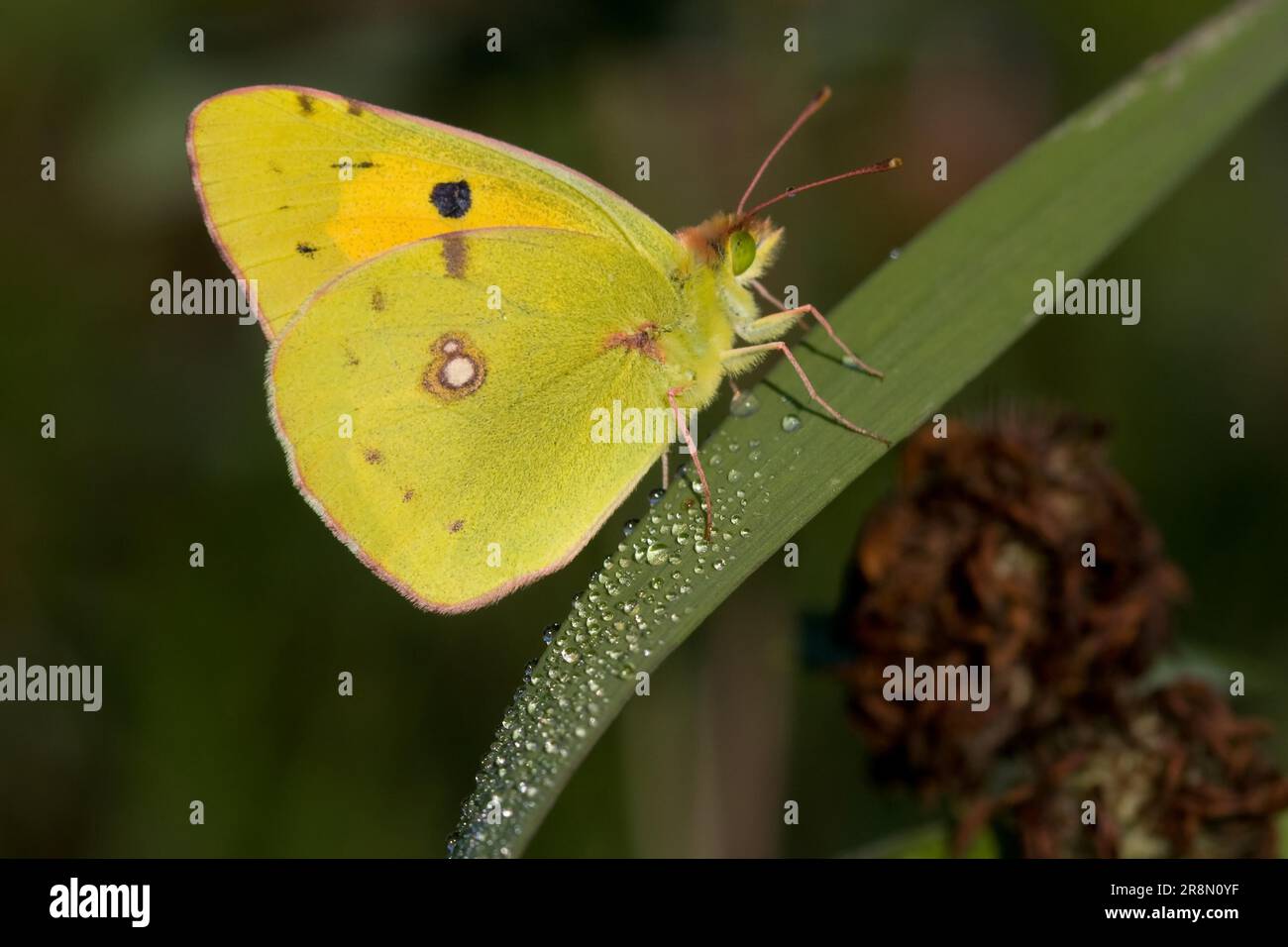 Yellow compound hi-res stock photography and images - Alamy