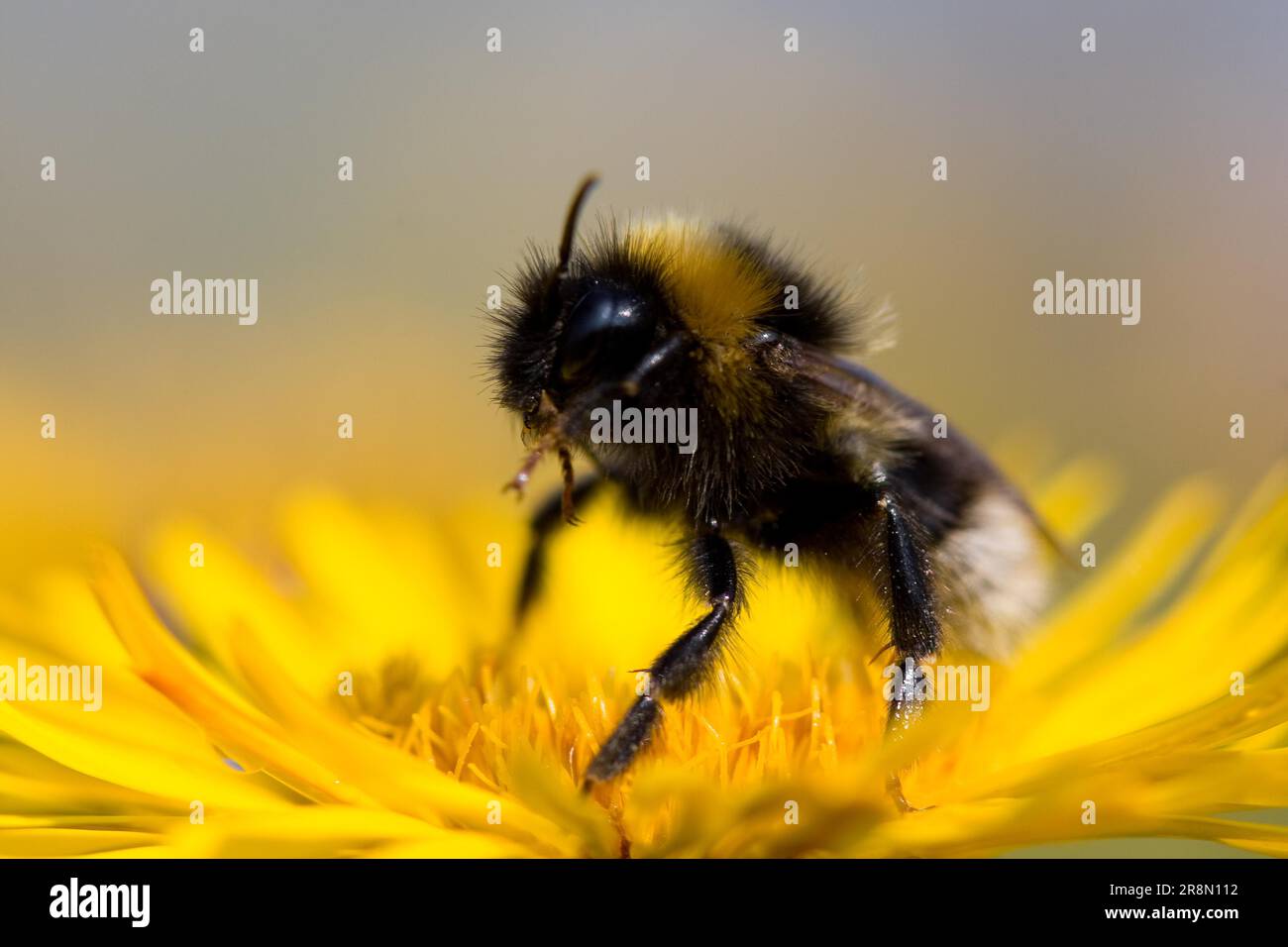 Side view of bumblebee hi-res stock photography and images - Alamy