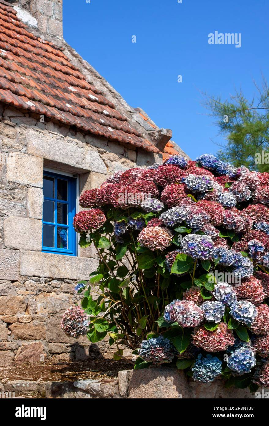 House with hydrangeas hi-res stock photography and images - Alamy