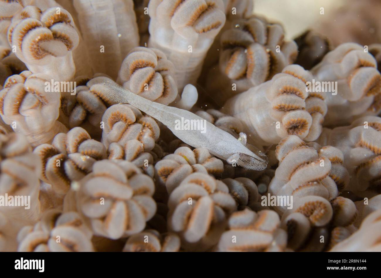 Xenia Shrimp, Alcyonohippolyte commensalis, in Coral, Xeniidae Family ...