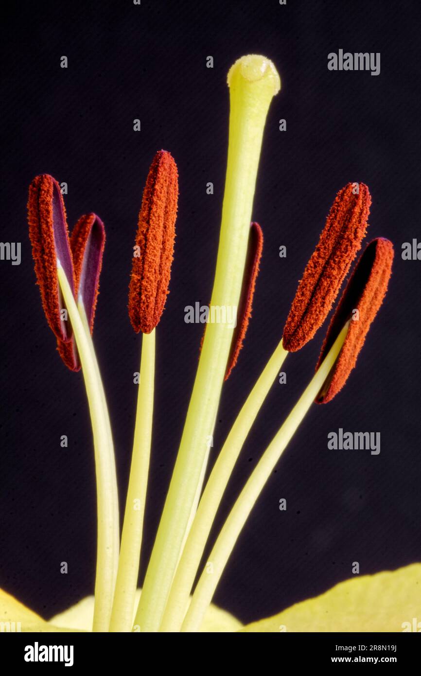 Lilium close up hi-res stock photography and images - Alamy