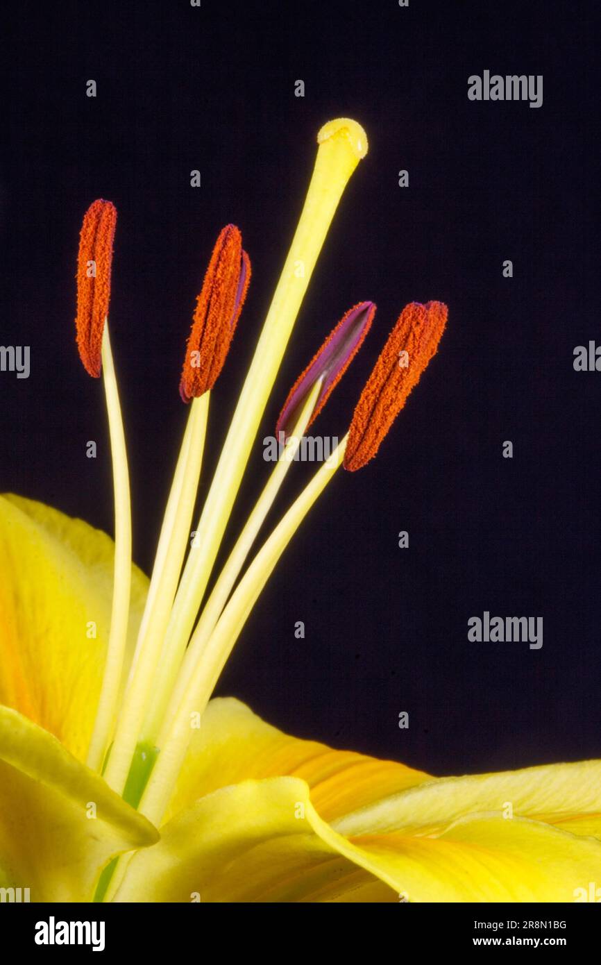 Lilium display hi-res stock photography and images - Alamy