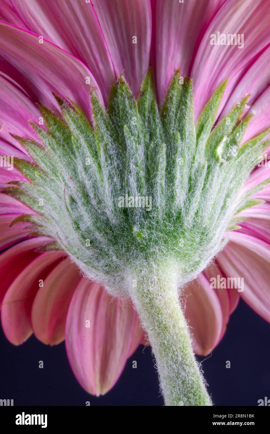 The Underside of a vibrant pink Gerbera flower (Asteraceae Stock Photo ...