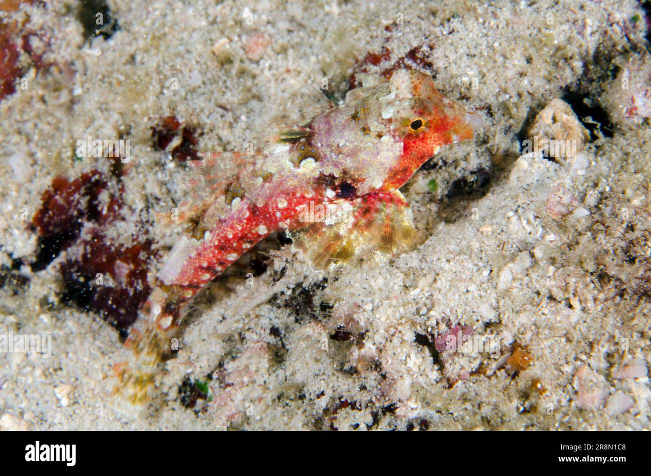 Morrison's Dragonet, Synchiropus morrisoni, night dive, Close ...