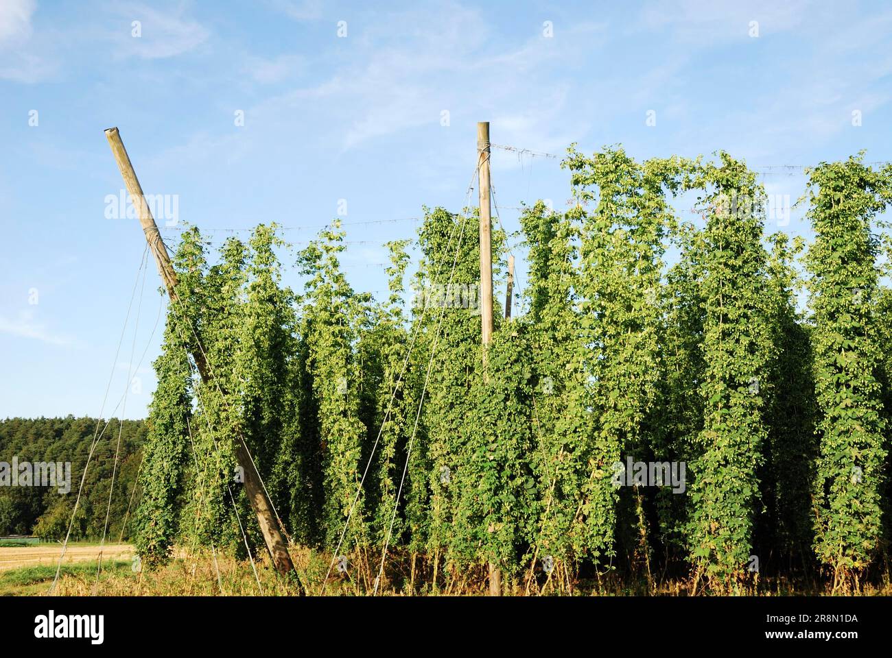 Hop field seen in Bavaria Germany Stock Photo - Alamy
