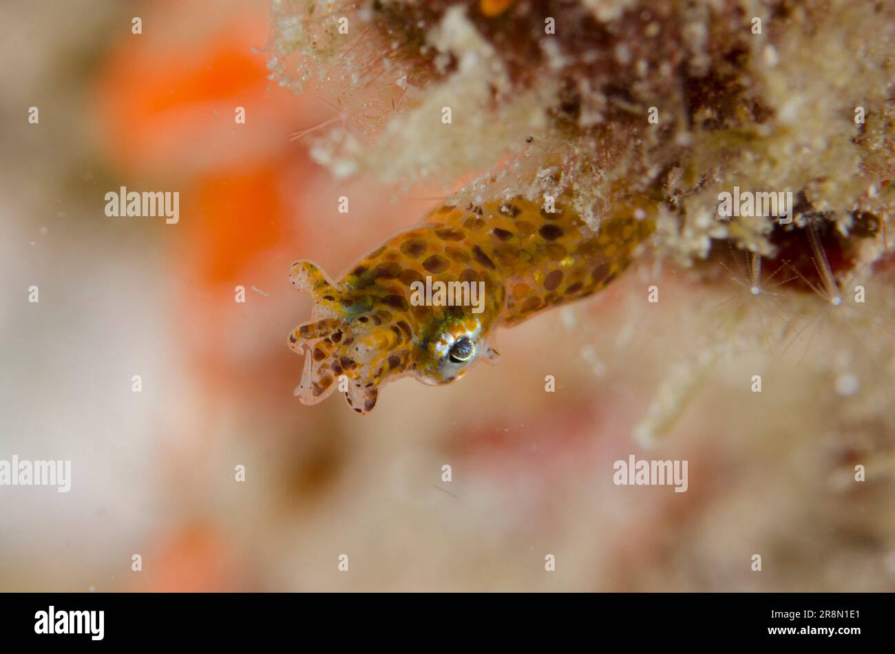 Pygmy Squid, Idiosepius sp, night dive, Close Encounters dive site ...