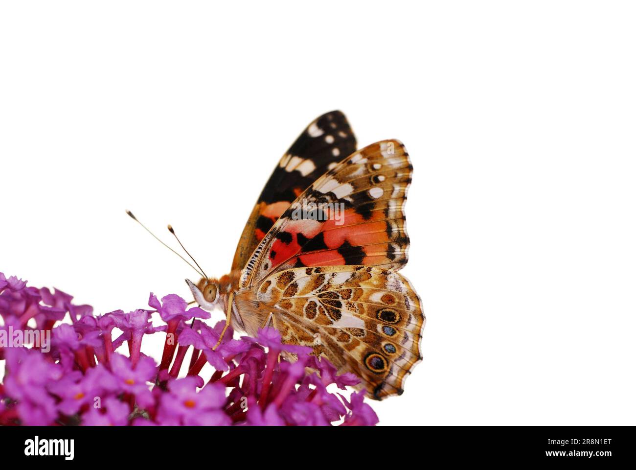 Painted lady butterfly cutout hi-res stock photography and images - Alamy