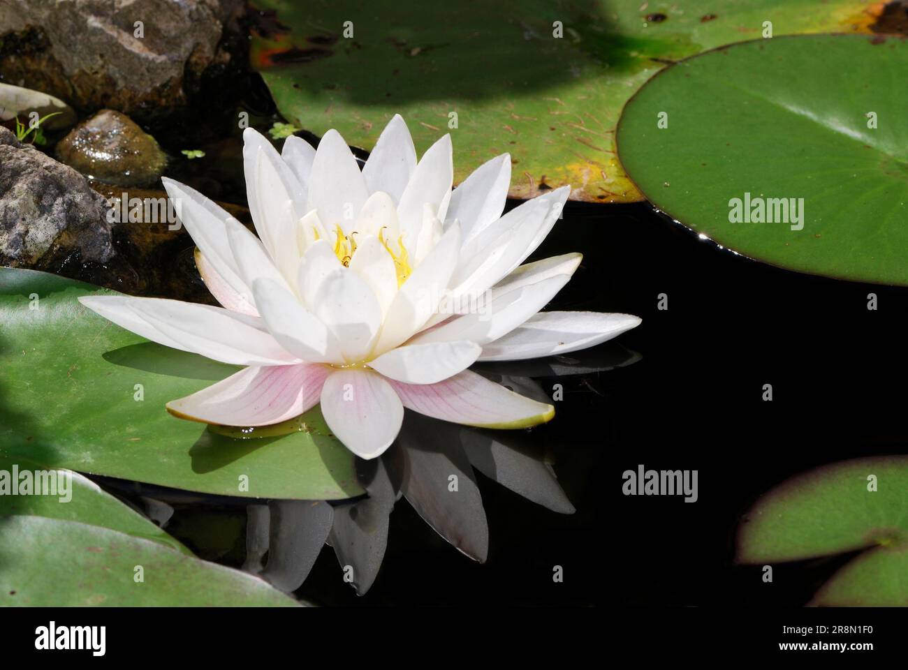 Lotus reflection in water hi-res stock photography and images - Alamy